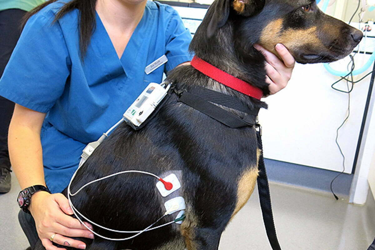 Sonovet • Ecografía y Cardiología Veterinaria