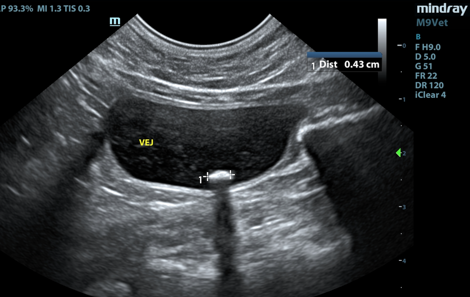 Indicaciones y Utilidad de la Ecografía Abdominal en Perros y Gatos ...