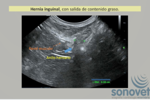 Indicaciones y Utilidad de la Ecografía Abdominal en Perros y Gatos ...